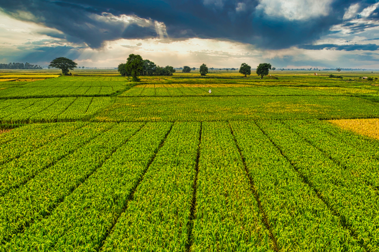 La Pac si fa snella, ecco quanto risparmieranno gli agricoltori europei