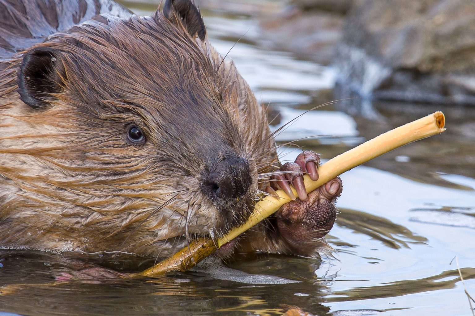 Un gruppo di castori ha costruito una diga in due giorni